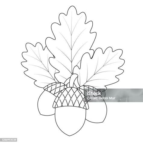 도토리와 참나무 잎 단단한 껍질과 과일 나무의 단풍은 정맥입니다 벡터 그림입니다 격리된 흰색 배경의 윤곽선입니다 낙서 스타일 스케치 가을 숲의 수확 어린이를위한 색칠 공부책