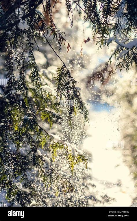 Snow Falling Tumblr