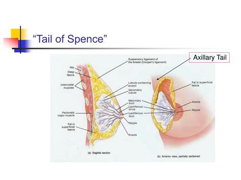 Ppt The Breast Powerpoint Presentation Free Download Id1228741