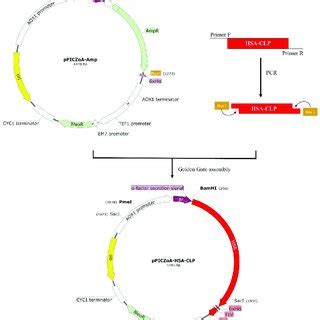 The Schematic Diagram Of The Construction Expression Vector The Target Download Scientific
