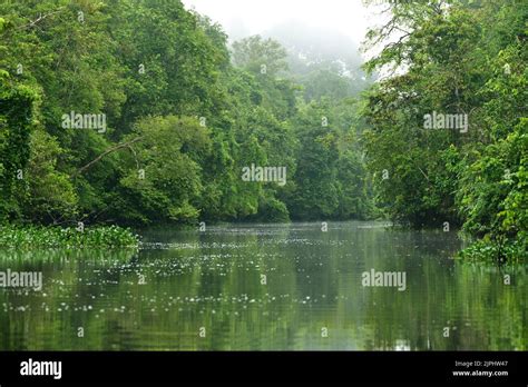 Sungai Menungal Tributary Of Kinabatangan River Near Sukau Sabah