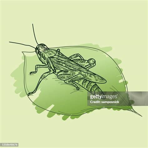 42 Grasshopper Clipart High Res Illustrations Getty Images