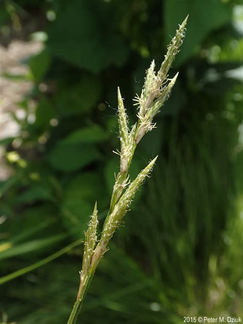 Carex Muskingumensis Muskingum Sedge Minnesota Wildflowers