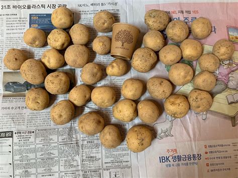 2023년 유기농 햇 수미감자 하우스햇감자 나왔어요~ 3kg