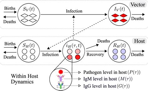 2 Schematic Illustration Of The Immuno Epidemiological Vector Host
