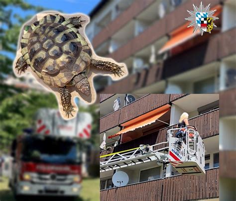 Lauf Kripo Macht Erschreckende Entdeckung Auf Balkon