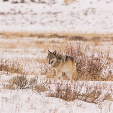 11 Reasons Why Gray Wolves Are So Important To Yellowstone