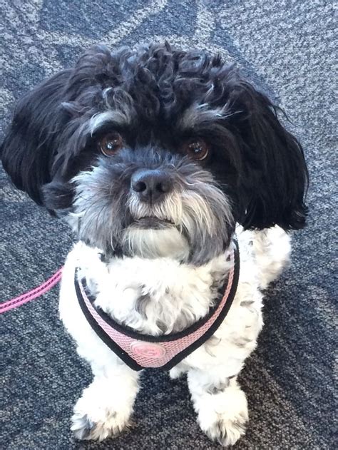 Hello PENNY Thanks For Looking So Cute For Your Flight Today