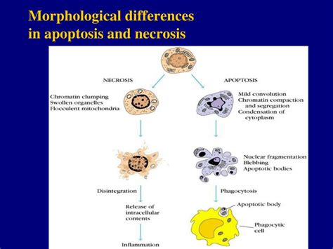 Ppt Apoptosis And Diseases Powerpoint Presentation Free Download