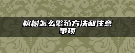 榕树怎么繁殖方法和注意事项 蓝妖花园