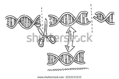 Handdrawn Vector Drawing Crispr Scissors Edit Stock Vector Royalty
