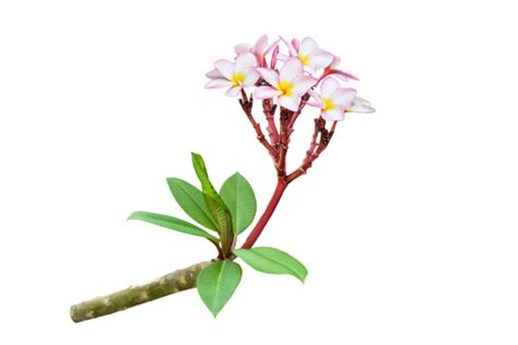 푸루메리아 Plumeria 지점 흰색 바탕에 흰색 배경 0명에 대한 스톡 사진 및 기타 이미지 0명 꽃 꽃의 구조 나무