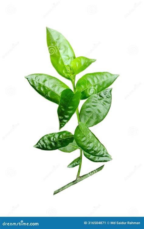 A Plant With Leaves On A Branch Of Jasmine Flower Tree A Plant With