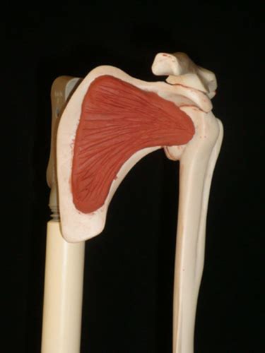 Lab Exam 2 Muscles Flashcards Quizlet