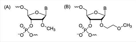 Structures Of 2 O Alkyl Modifications A 2 O Methoxy Rna 2 Ome