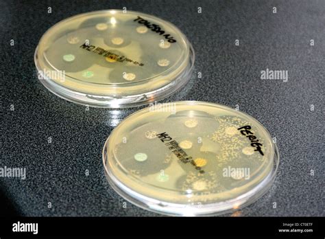 Kirby Bauer Antibiotic Sensitivity Test Hi Res Stock Photography And Images Alamy