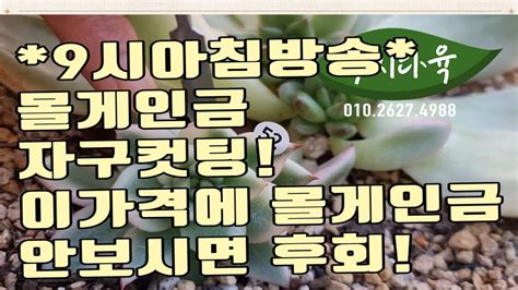 11월18일 아침방송 몰게인금이 이가격대박꼭지가 추천하는 핫한 금다육 Youtube