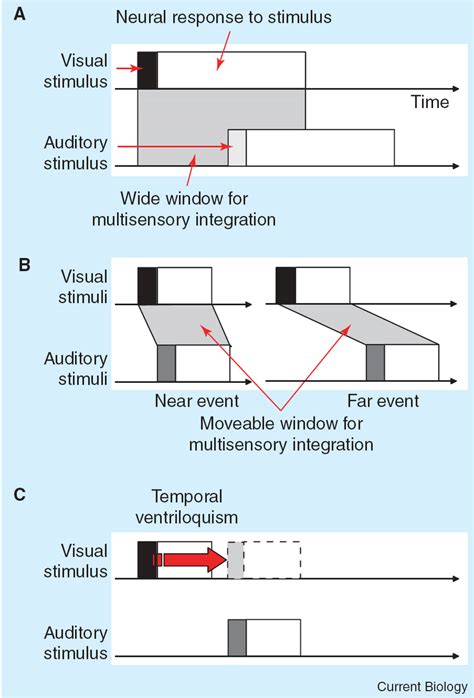 Maintaining The Multisensory Perception Of Synchrony Reproduced With