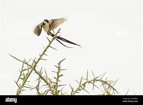 A Pin Tailed Whydah Vidua Macroura In Flight Landing In A Tree Stock