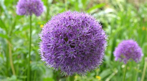Big Round Flowers Plant