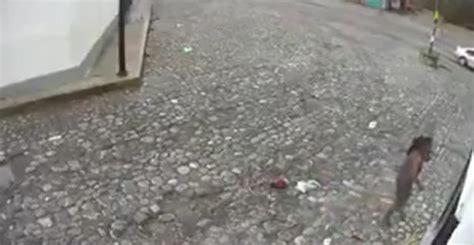 Woman Filmed Being Run Over By Front Left Wheel Of A Bus Before Getting