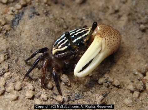 Borneo Fiddler Crabs Sabah Malaysiafiddler Crab Dsc06558