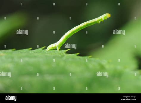 An Inchworm Crawling Along The Edge Of A Leaf And Reaching Blindly Into The Sky Trying To Find