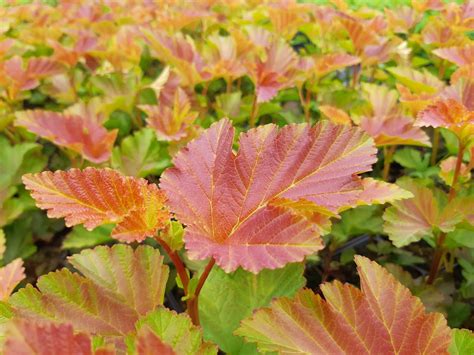 Deciduous Shrubs Hoogenraad Handelskwekerijen B V What Are They And Our Wholesale Offer