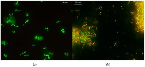 Identification Characterization And Ultrastructure Analysis Of The