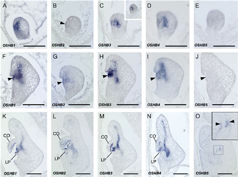 In Situ Localization Of Oshb Transcripts In Embryo A To O