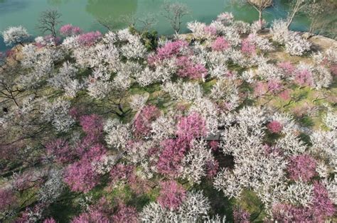 浙江杭州西溪湿地梅花开 人民图片网