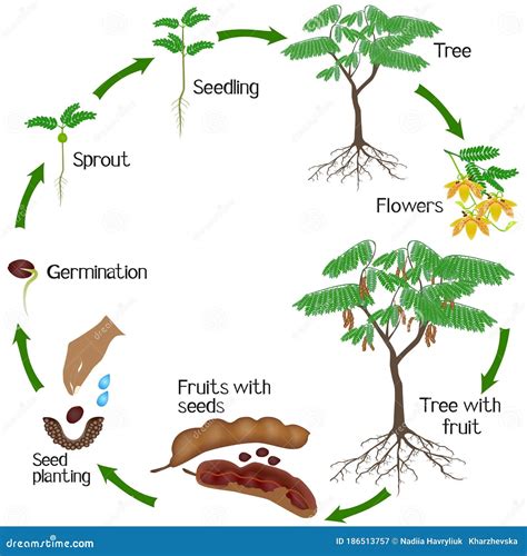Tamarind Is A Tamarind Leaf From A White Background Can Do
