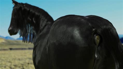 Horse Anal Vore Video 8