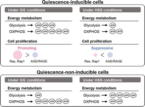 Schematic Illustration Of Energy Metabolism And Regulation Of Cell