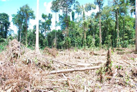 Dari Yaramaya Sampai Nemangkawi Menggatung Harapan Di Hutan Kuala