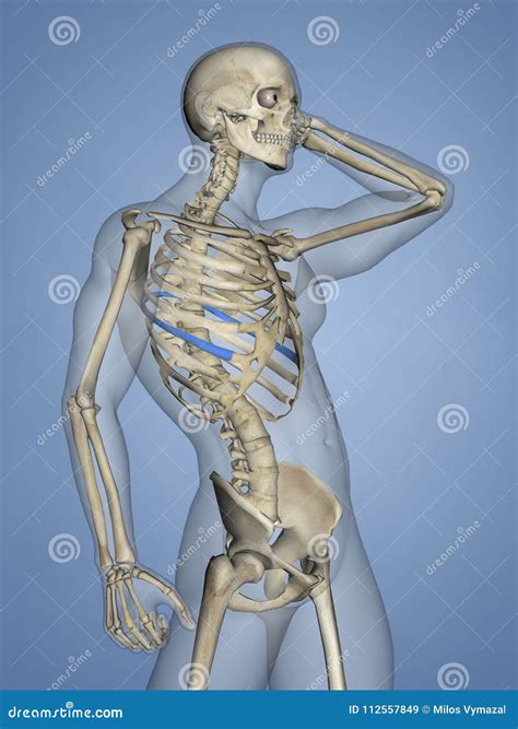 Seventh Rib Rib Cage 3d Model Stock Illustration Illustration Of