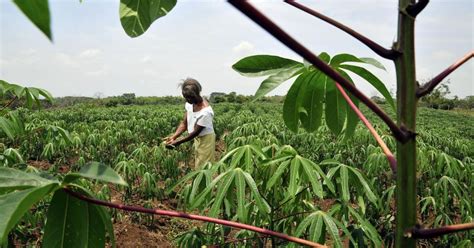 Akoro No More Cassava Multiplication Techniques Help Ugandan Farmers Achieve A Food Secure Future