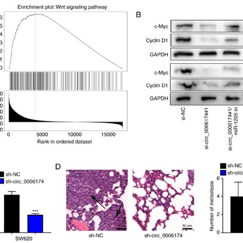 Circ0006174 Upregulates Wnt Signal Pathway Related Proteins In Crc