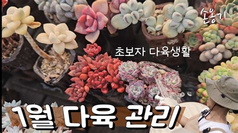 초보 다육생활🌵1월 다육 관리는 이것만~《다육식물》 Youtube