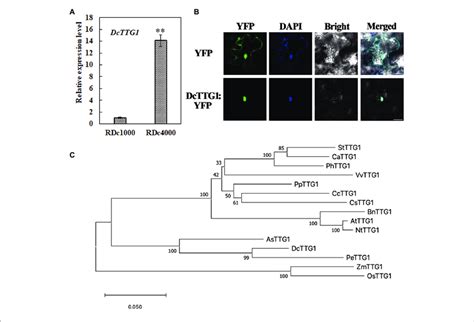 phylogenetic expression and subcellular localization analyses of