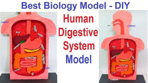 Human Digestive System Model Making Using Cardboard And Color Paper