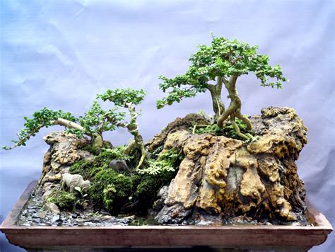 Cara Membuat Tanaman Bonsai Dengan Mudah Centralbonsaicom Berbagi