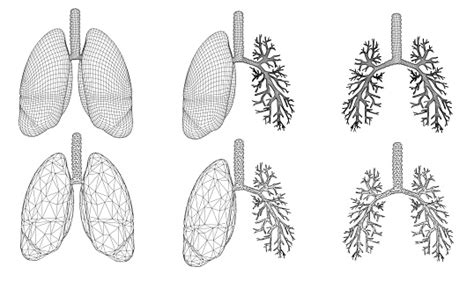 벡터 세트 3d 폐와 기관지 흰색 배경에 격리 의료 디자인을위한 요소 폐에 대한 스톡 벡터 아트 및 기타 이미지 폐
