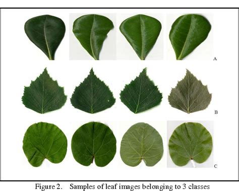 Figure 8 From Plant Leaf Recognition Using Shape Based Features And Neural Network Classifiers