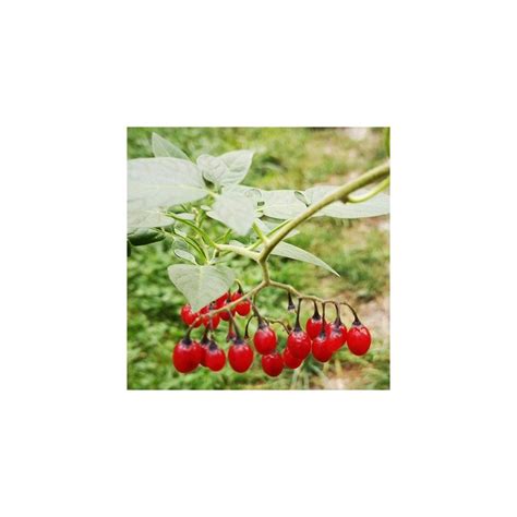 Bittersweet Nightshade Seeds For Sale