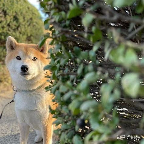 四千块买不到纯种健康的柴犬吗柴犬到底应该花多少钱买 知乎