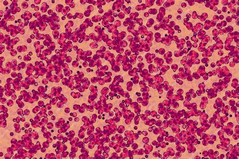 Premium Photo Shape Of Bacterial Cell Cocci Bacilli Spirilla Bacteria