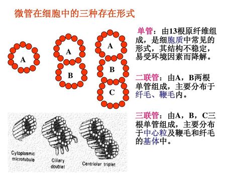 细胞生物学 微管微丝 Word文档在线阅读与下载 免费文档