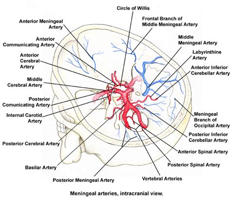 Circulus Arteriosis Willisi
