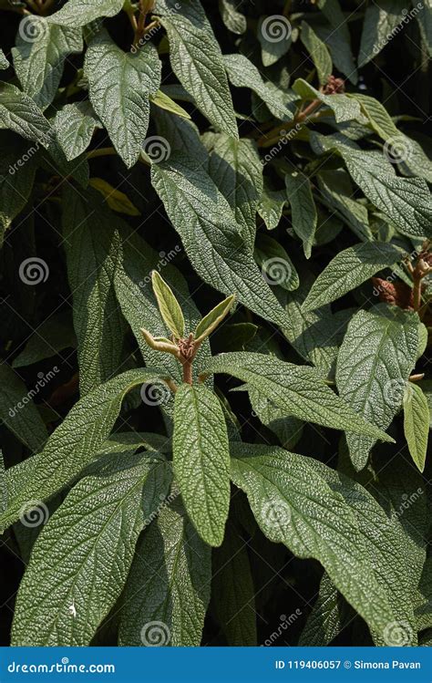 Arbusto Del Rhytidophyllum Del Viburnum Imagen De Archivo Imagen De